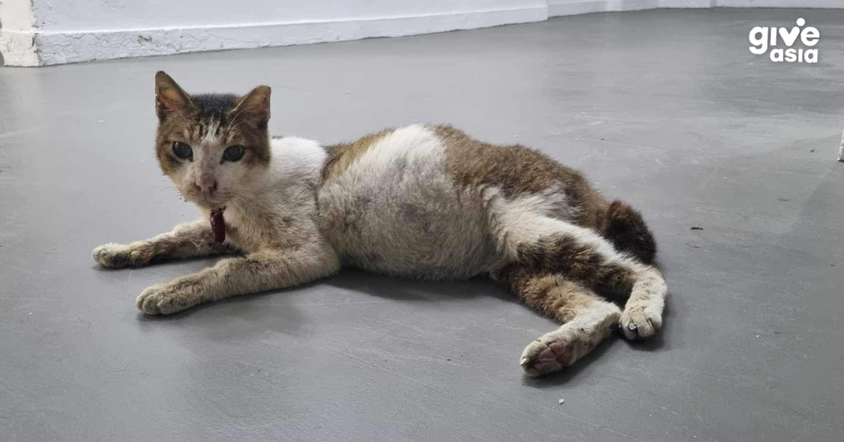 Help Harold the Abandoned Cat