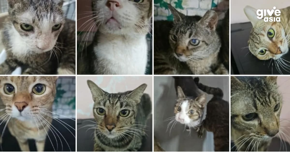 Plea for Orphaned Cats in Desperate Need