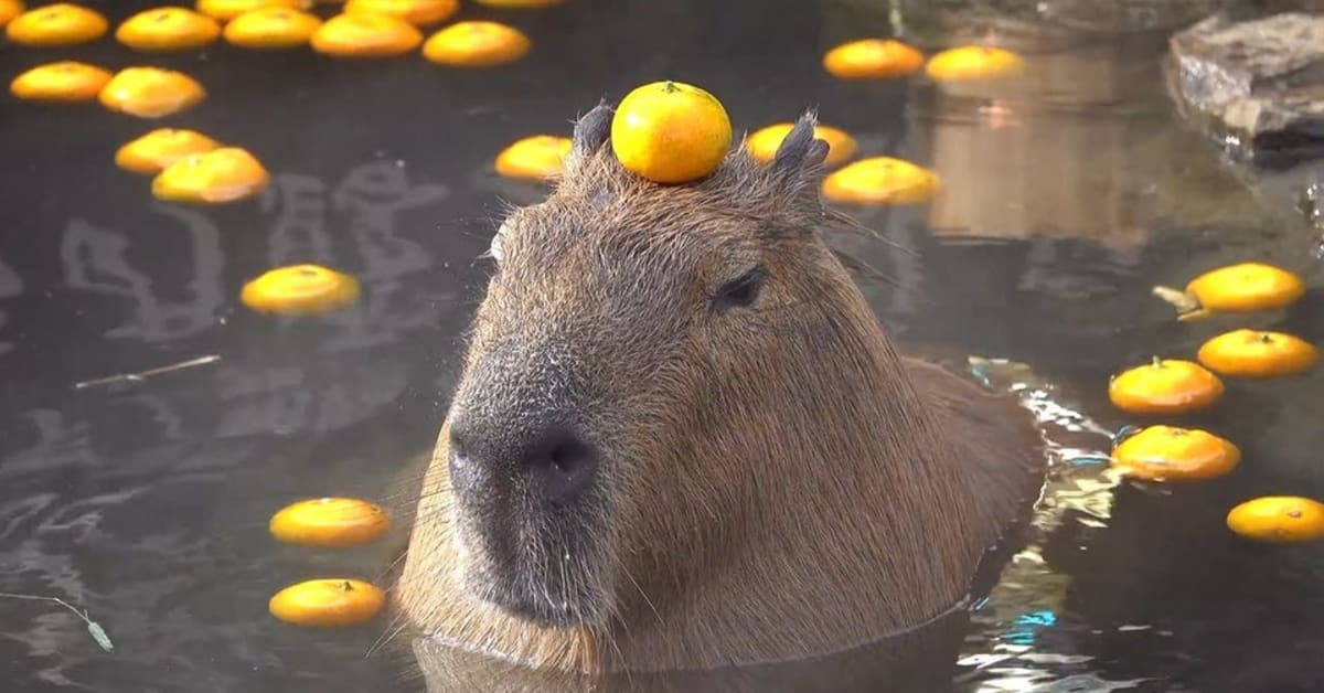 Capybara Gang!!