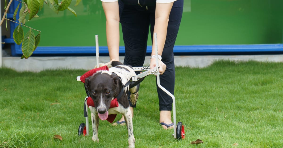 Help Us Give Stray Animals a Second Change!