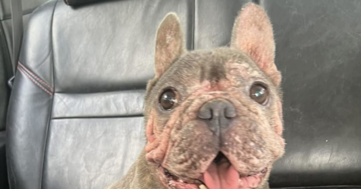 The Journey of Frankie the Frenchie 🐾