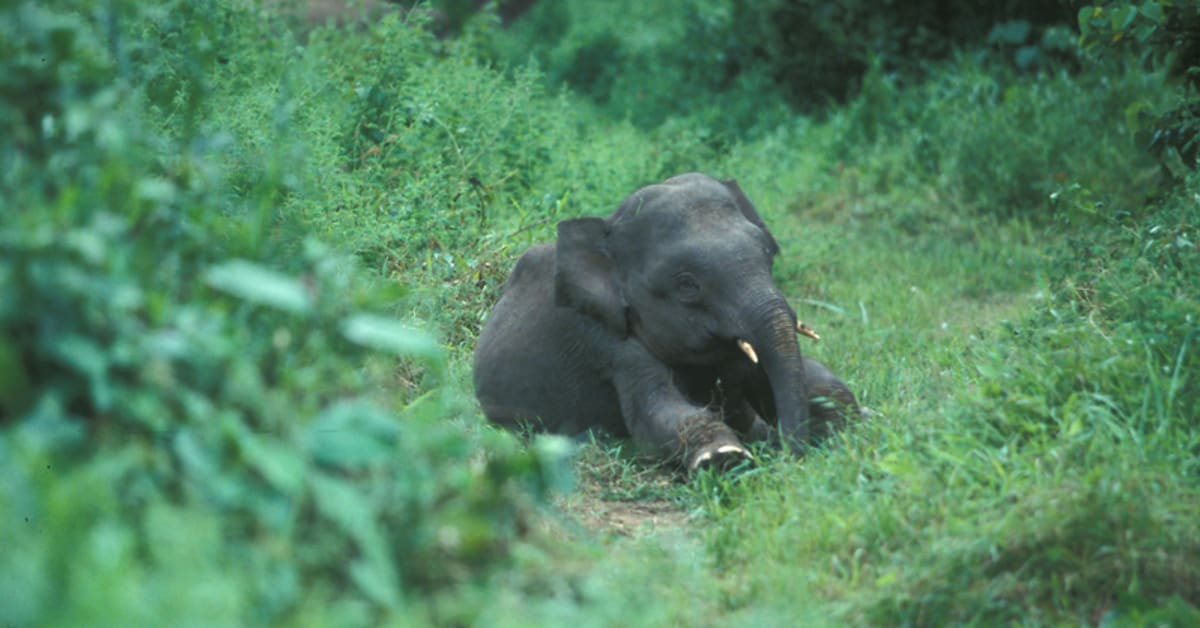 Protect the future of our Bornean elephants! (WWF-Malaysia)