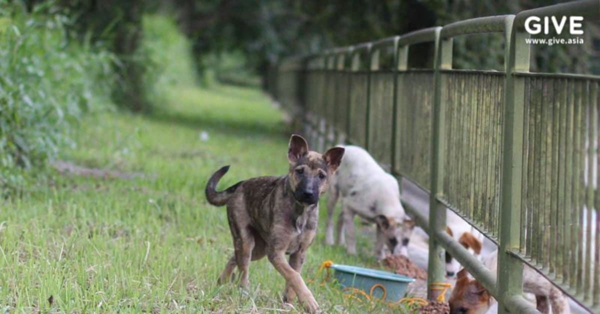 This Christmas, will you please donate $35 monthly to help Mercylight ...