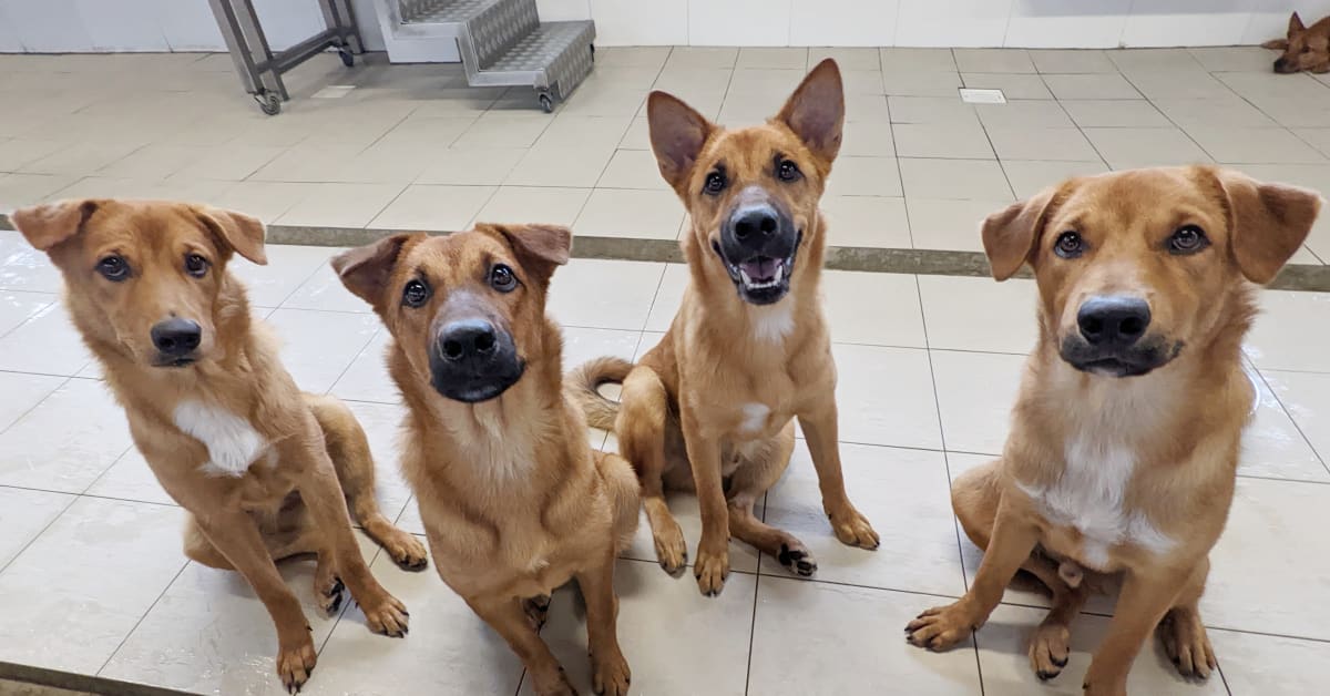 Help Rescue Homeless Dogs