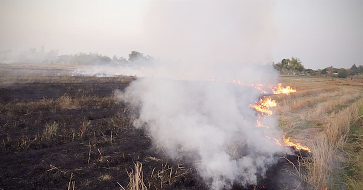 Change to organic farm for solving air pollution in Thailand