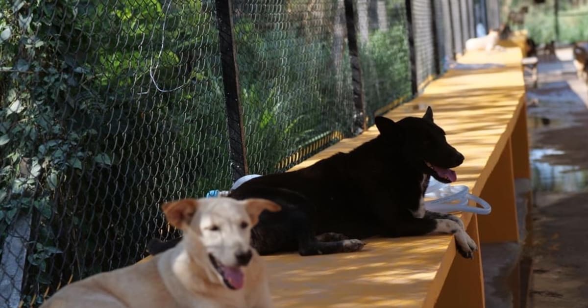 300 Dogs Will Get their Place to Heal Thanks to You!