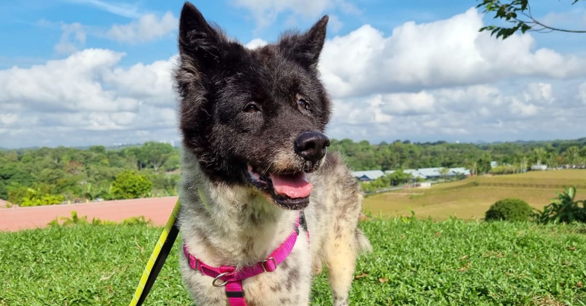 Save-a-Paw Medical Fundraiser (Dollar-for-Dollar Matching Grant)