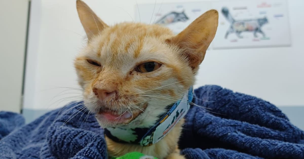 Please donate $30 to help Mooncake to heal!