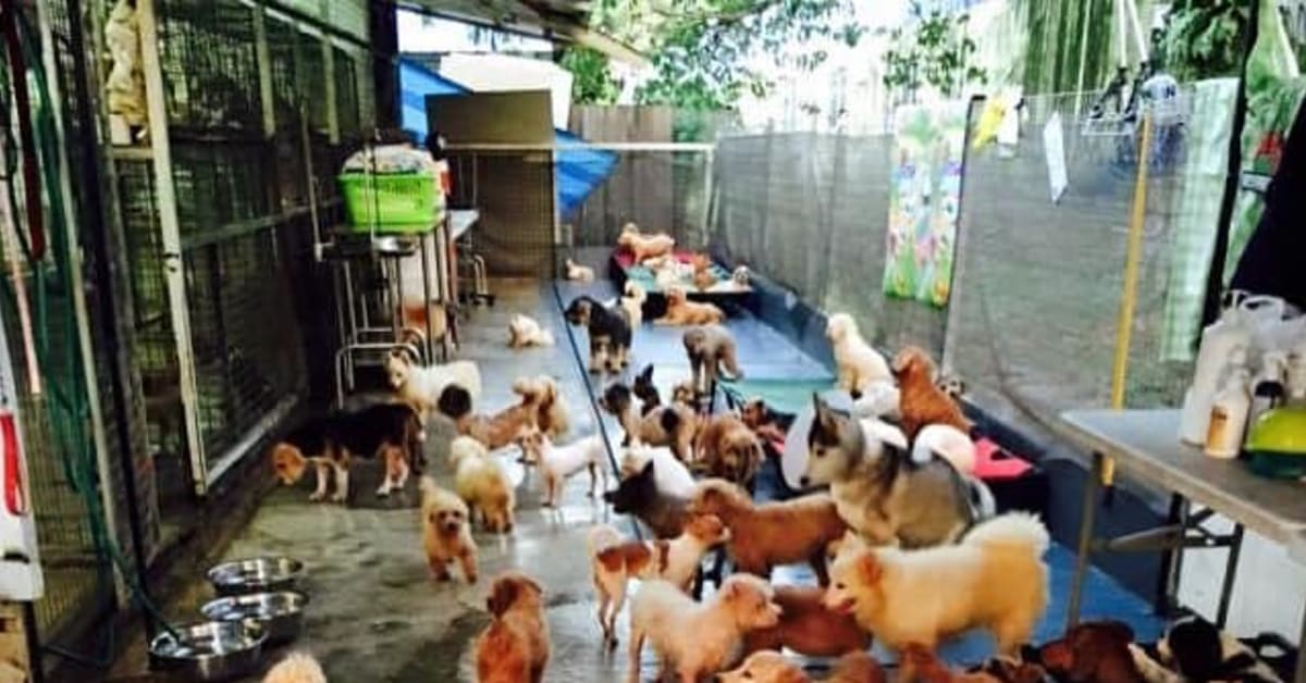 Help The Voiceless At Voices For Animals