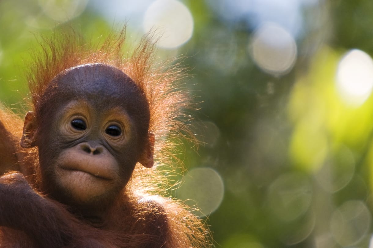 World Wide Fund for Nature (WWF-Malaysia)