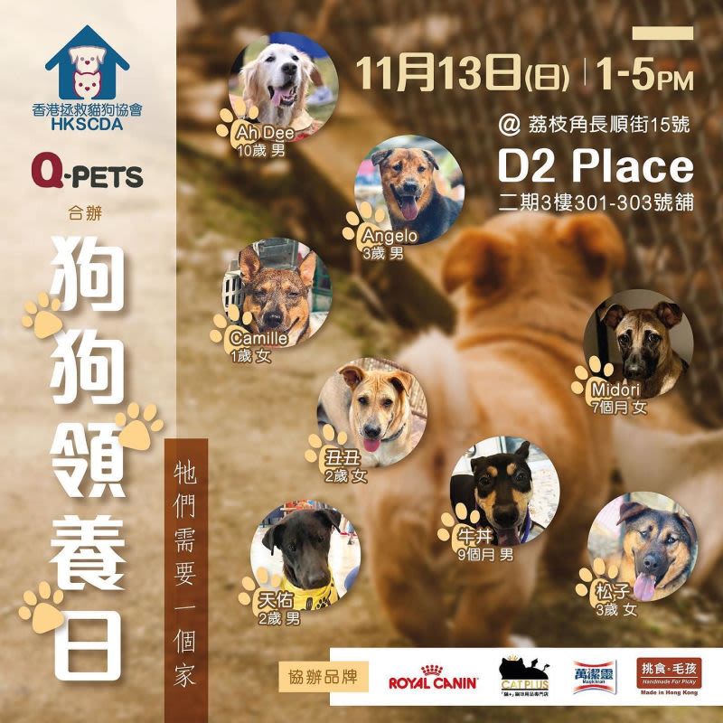 【月捐區】幫幫香港拯救貓狗協會～Please help stray dogs and cats in Hong Kong