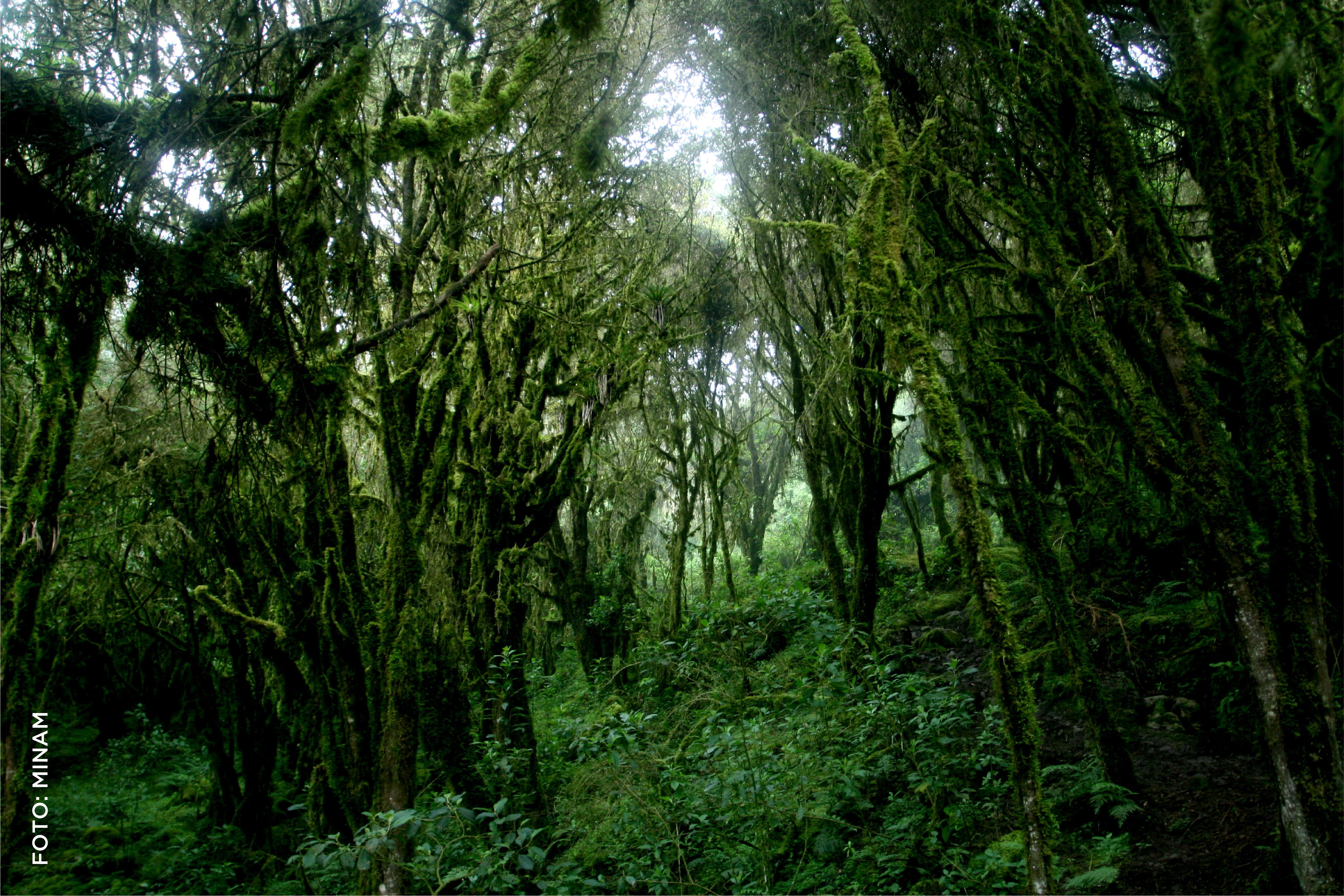 Fondo Verde para el Clima