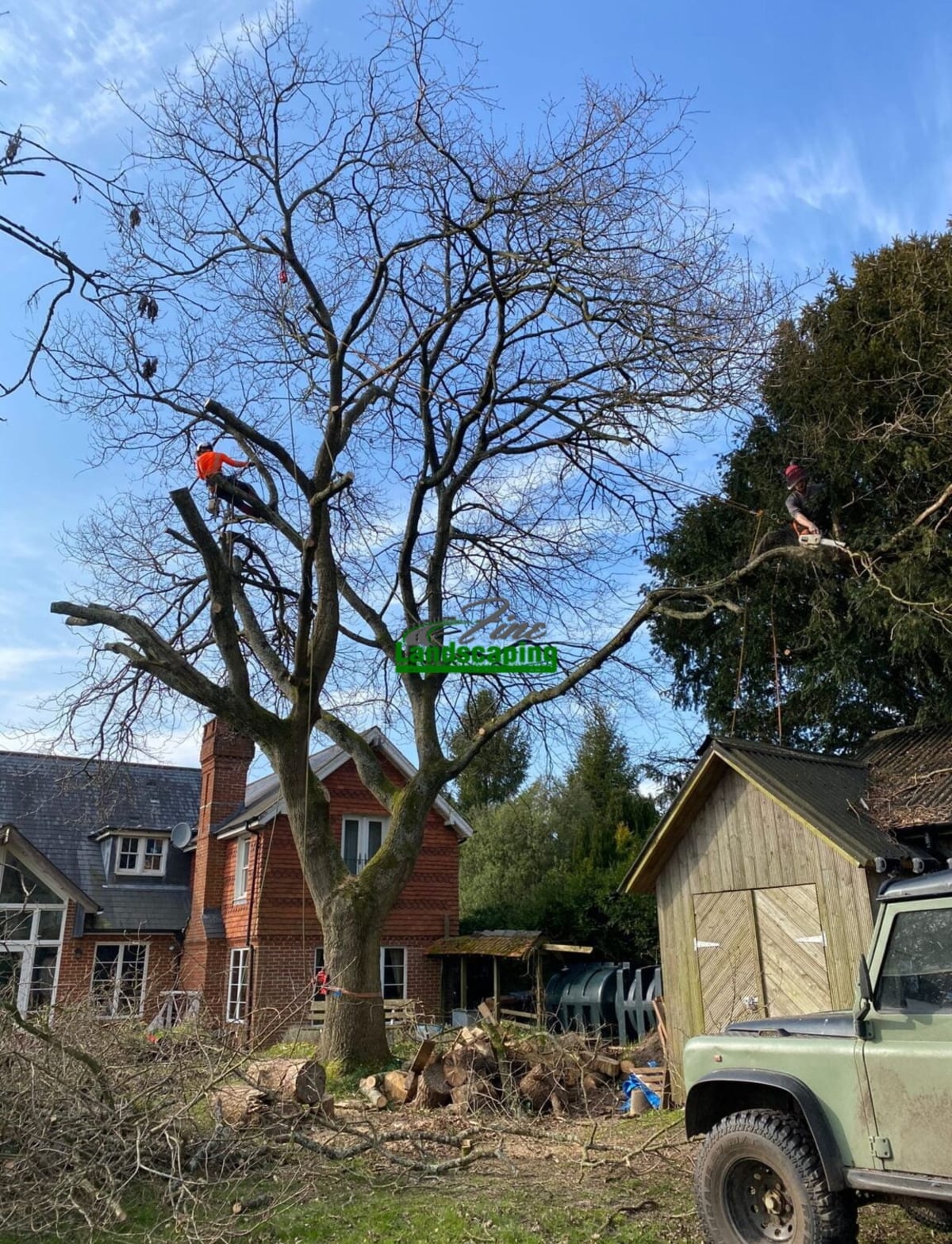 Tree Contractors in Bromley | Free Quotes | Fine Landscaping