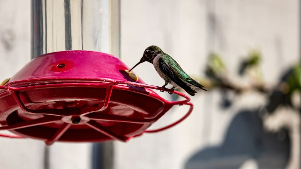 Make your own hummingbird feeder: An environmentally friendly DIY ...