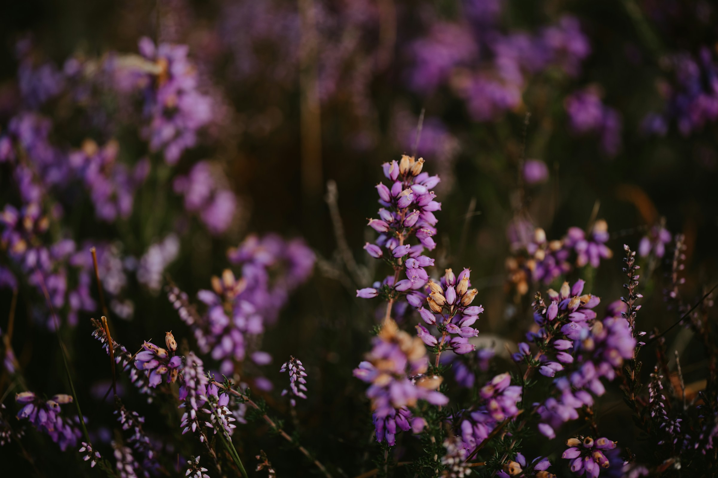 Safe Travel and Tour Services | Tasmania Group & Private Tours