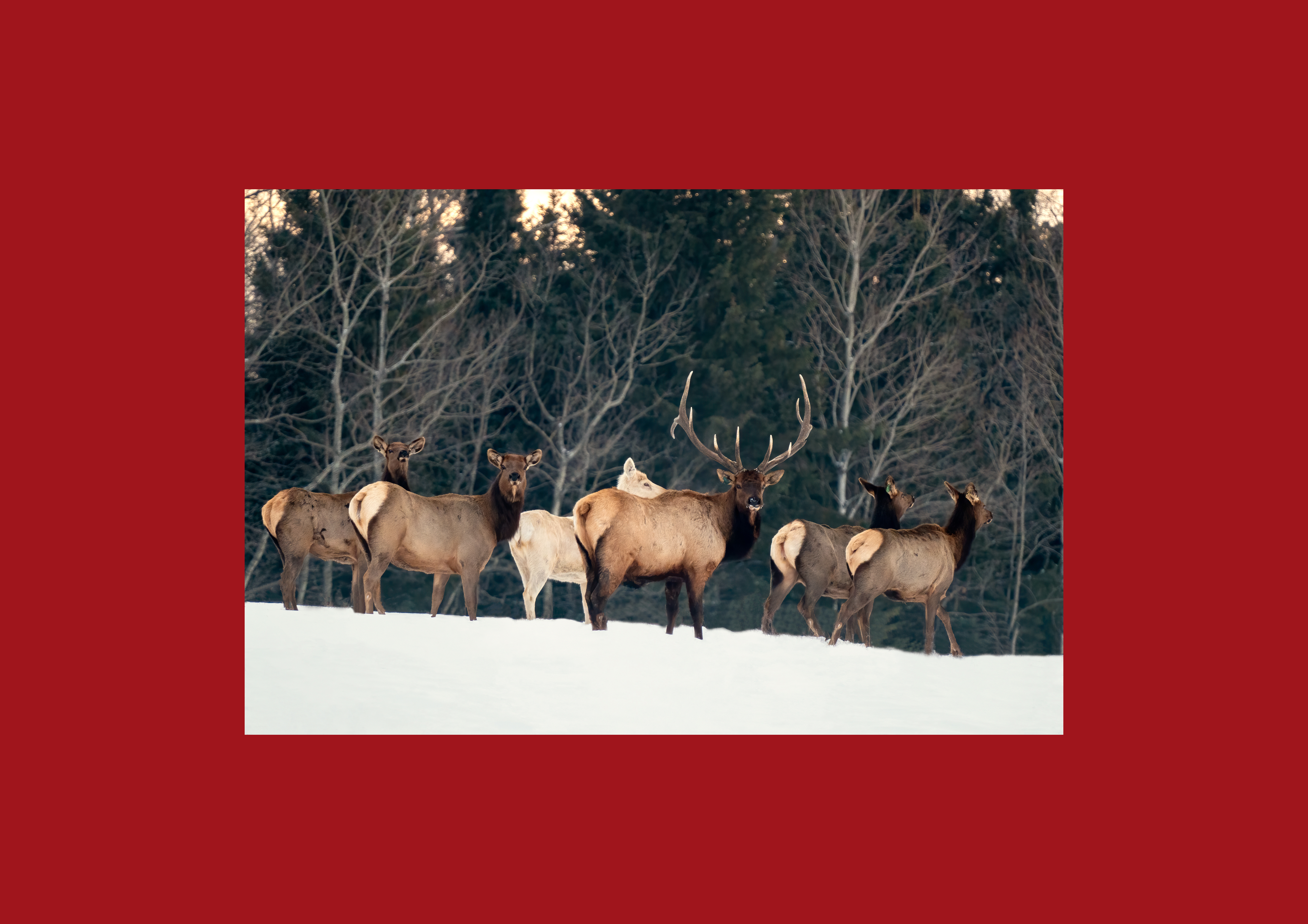 Elk in Kalyna Country