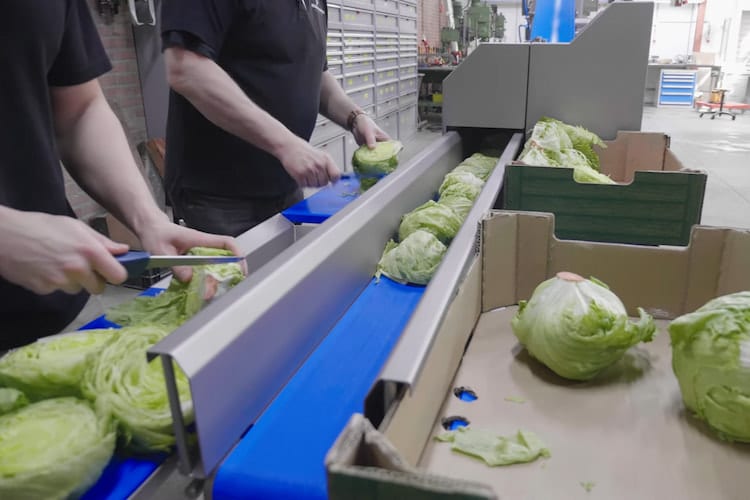 Salad Processing Lines | Quadra Machinery