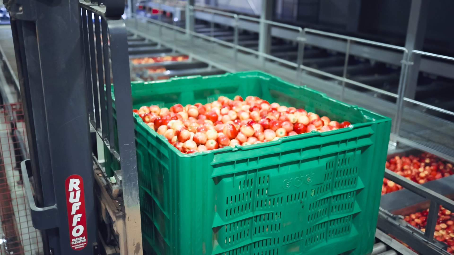 Apple Sorting Machines | Quadra Machinery