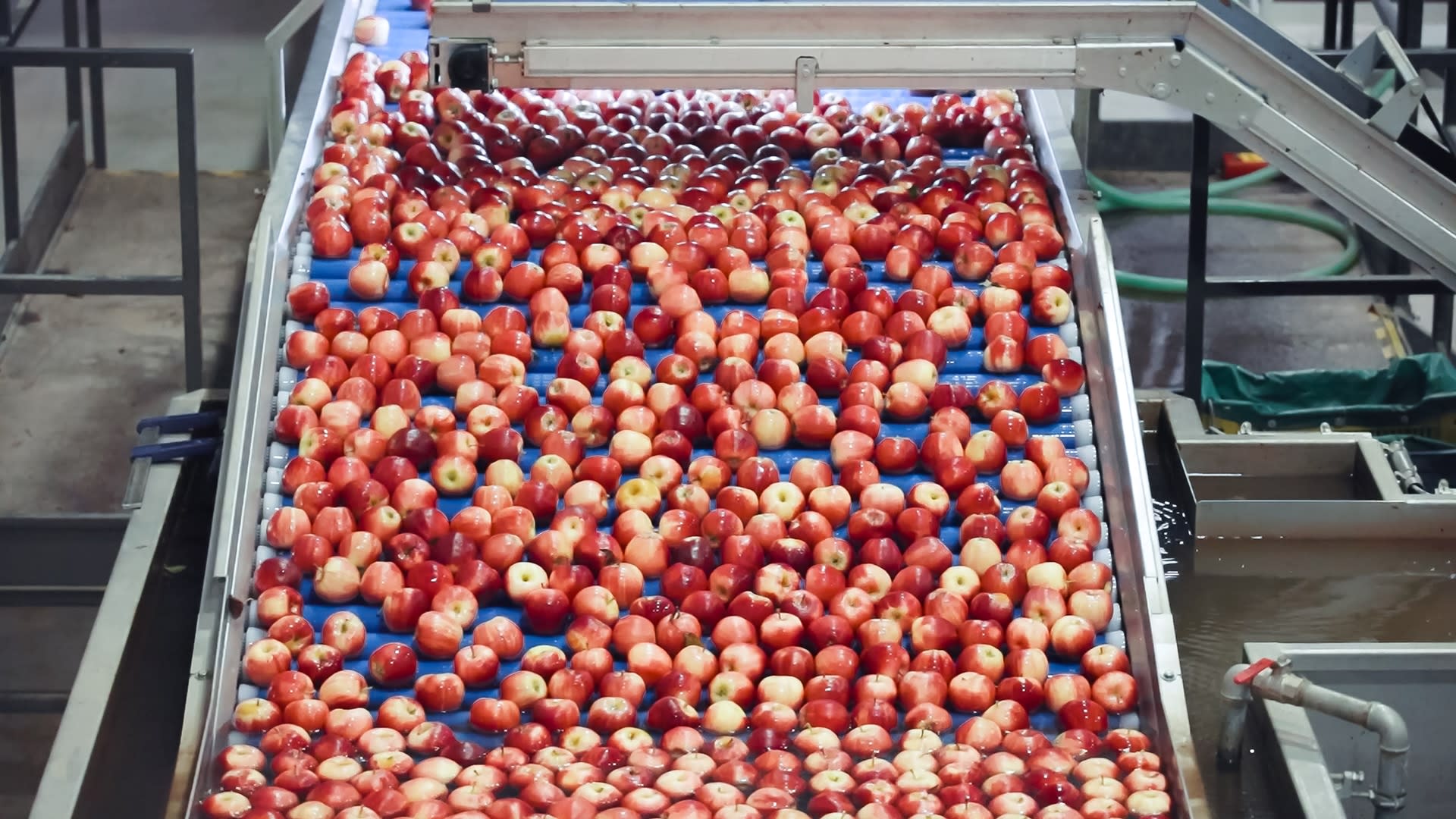 Apple Sorting Machines | Quadra Machinery