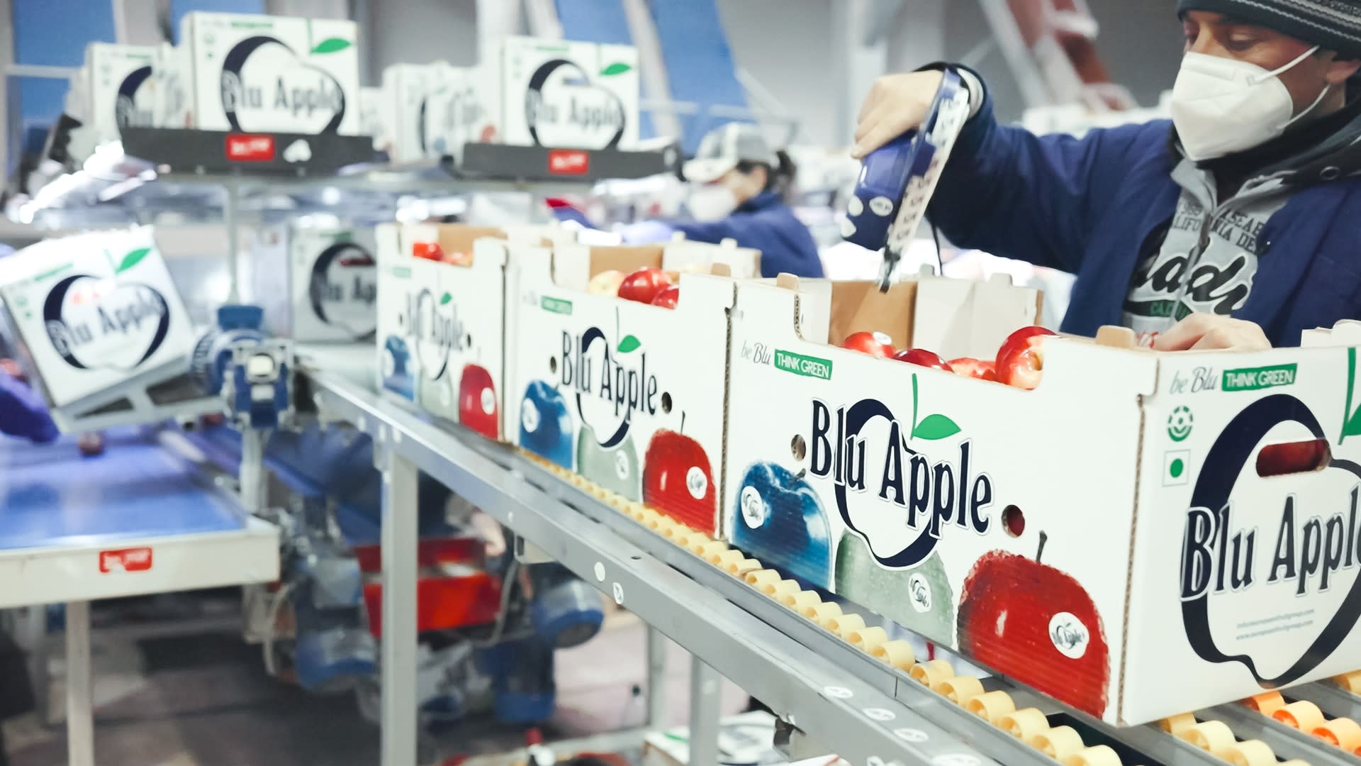 Apple Sorting Machines | Quadra Machinery