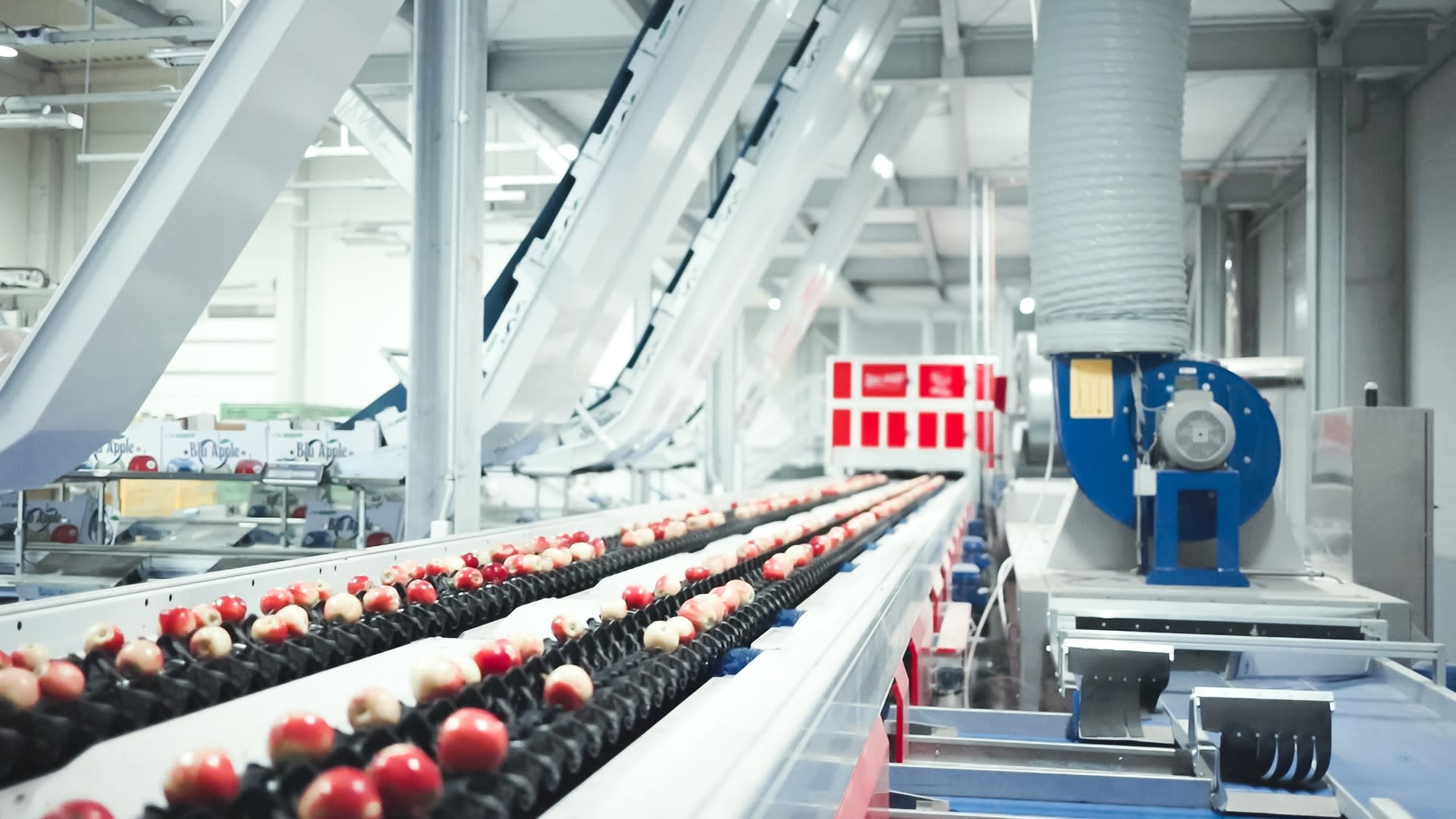 Apple Sorting Machines | Quadra Machinery