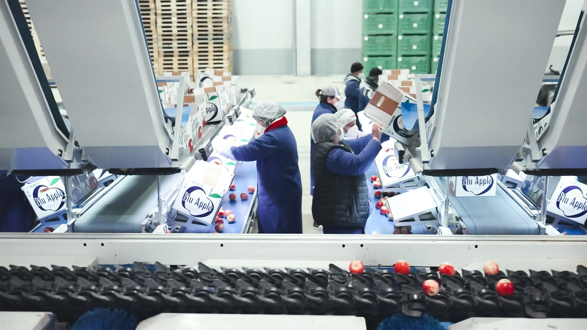 Apple Sorting Machines | Quadra Machinery