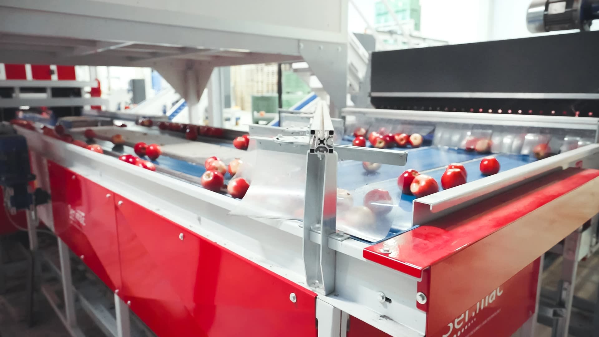 Apple Sorting Machines | Quadra Machinery