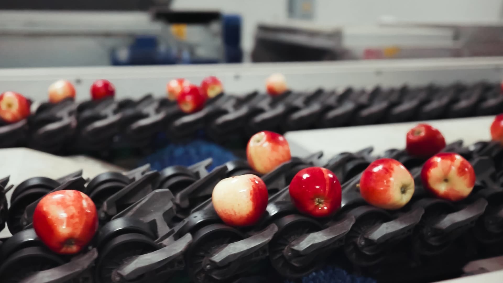 Apple Sorting Machines | Quadra Machinery