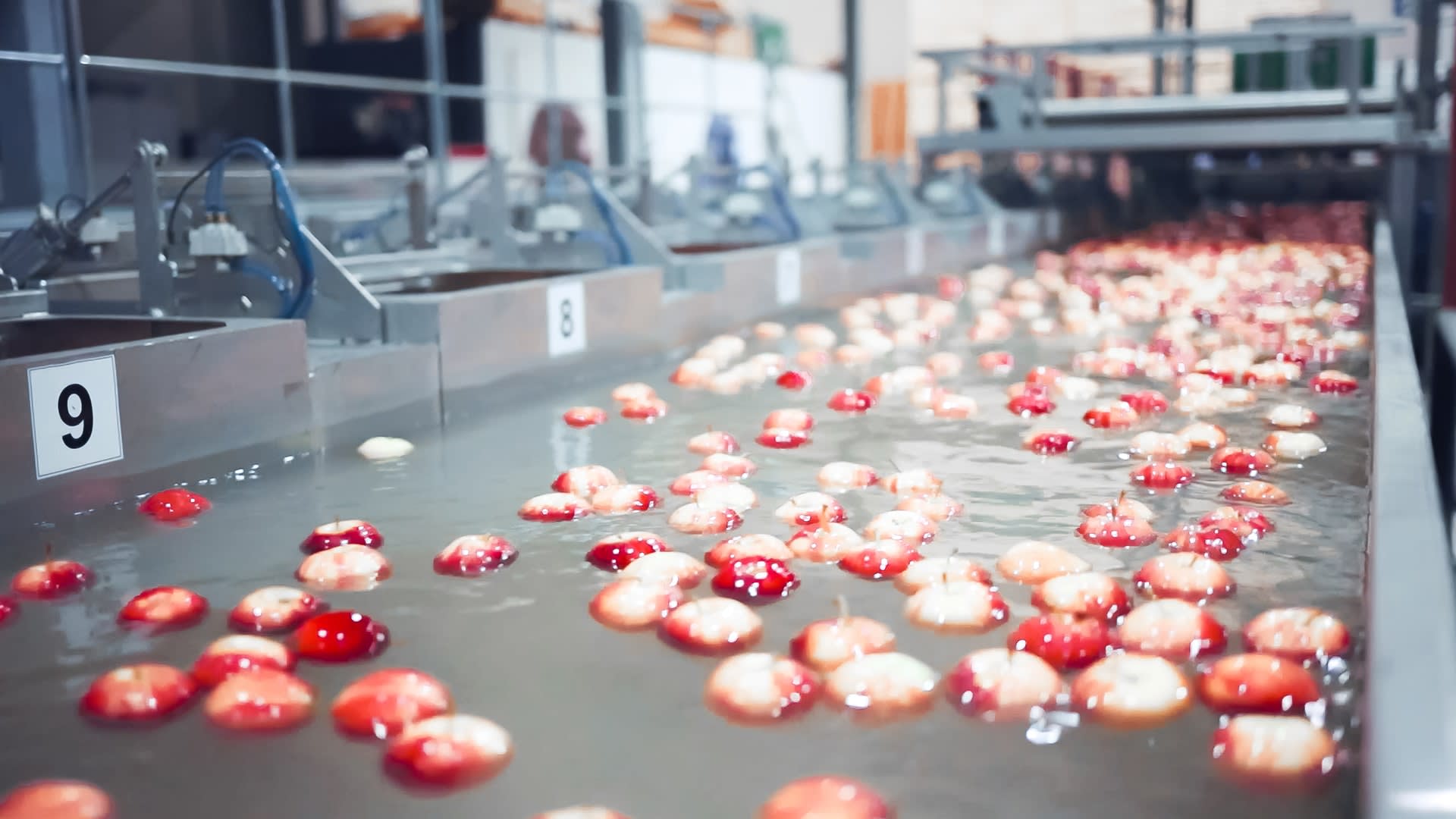 Apple Sorting Machines | Quadra Machinery