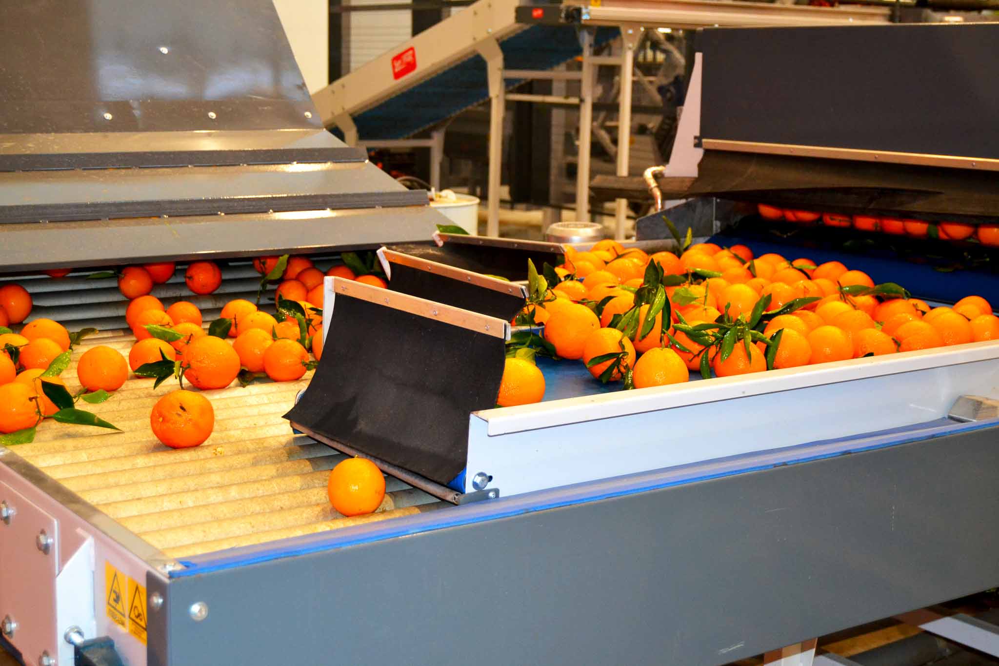 Citrus Sorting Machines | Quadra Machinery