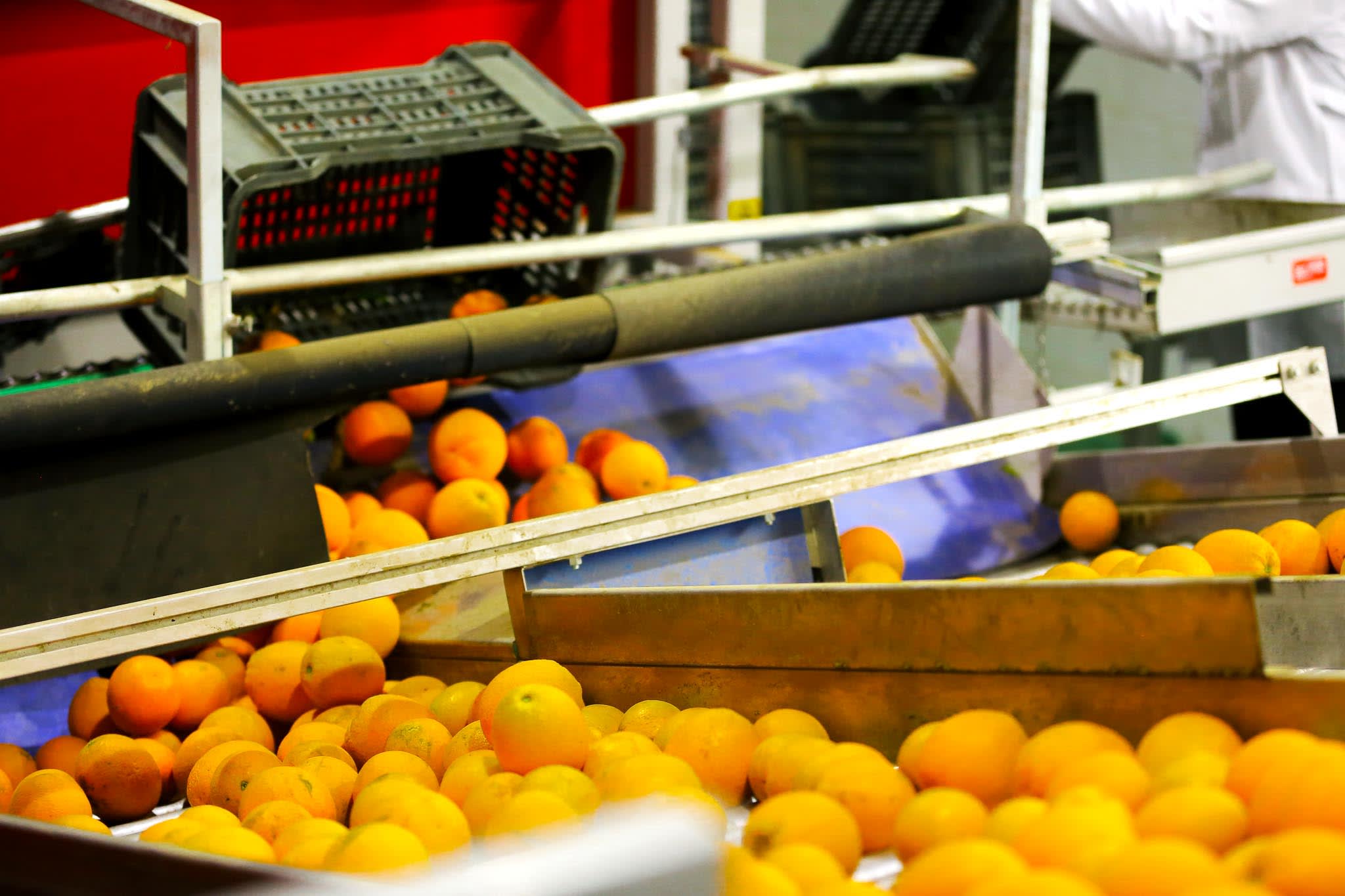 Citrus Sorting Machines | Quadra Machinery