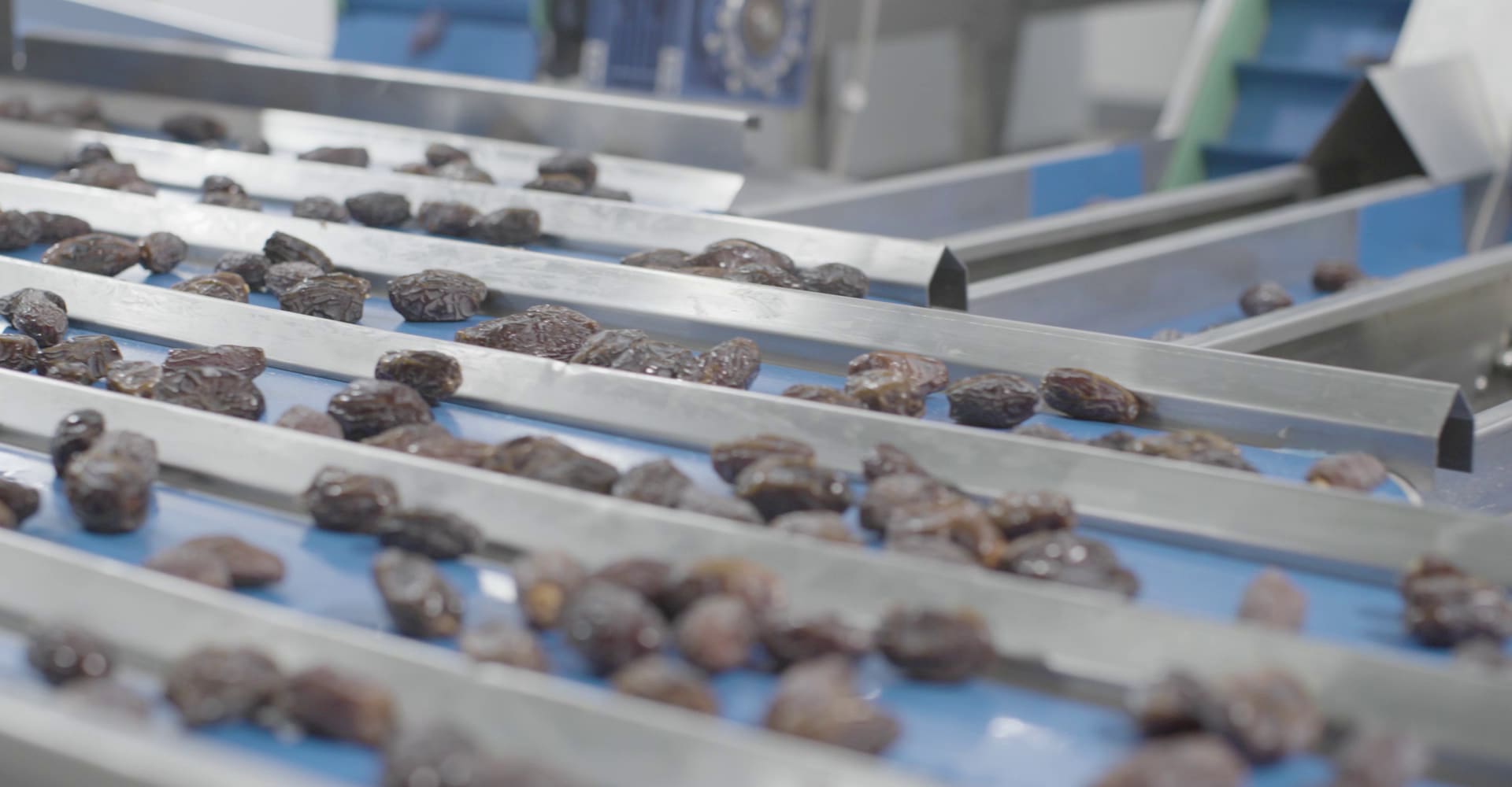 Date Sorting Machines | Quadra Machinery