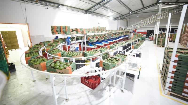 Fruit Sorting Lines | Quadra Machinery