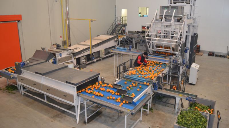 Fruit Sorting Lines | Quadra Machinery