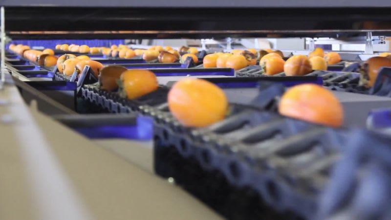 Fruit Sorting Lines | Quadra Machinery