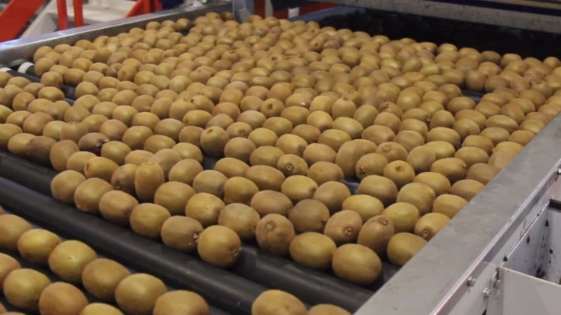 Fruit Sorting Lines | Quadra Machinery