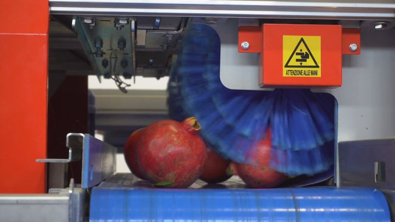 Fruit Sorting Lines | Quadra Machinery