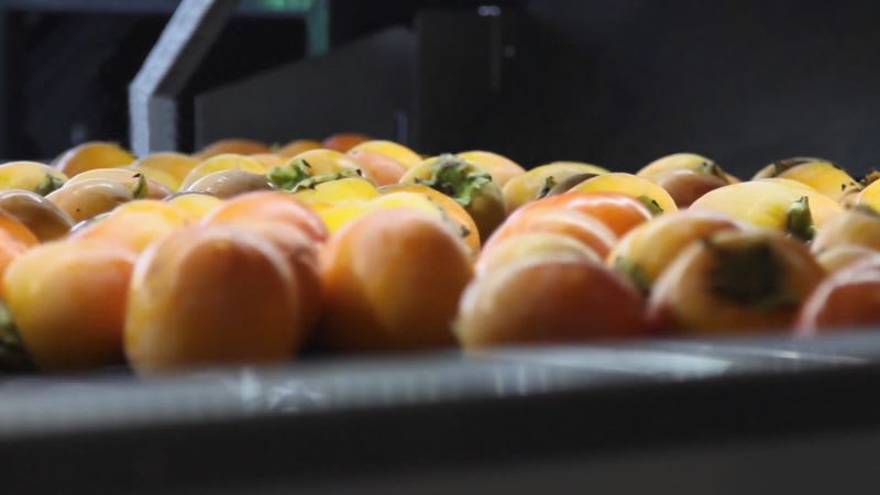 Fruit Sorting Lines | Quadra Machinery