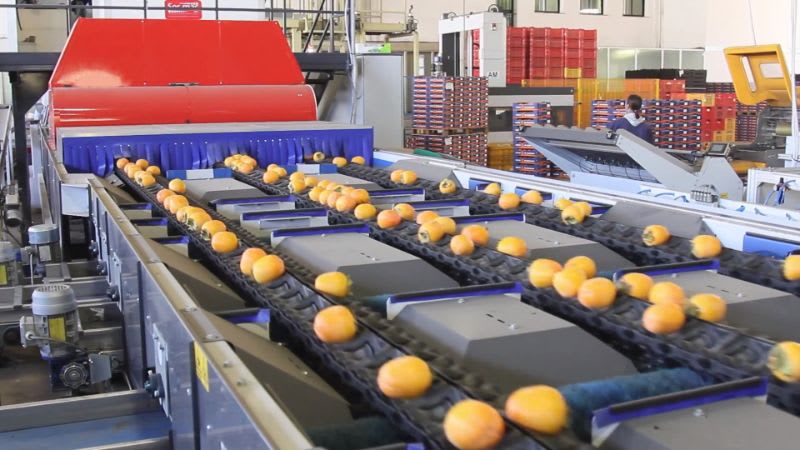 Fruit Sorting Lines | Quadra Machinery