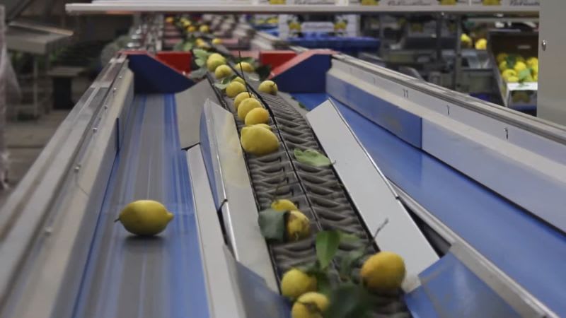 Fruit Sorting Lines | Quadra Machinery
