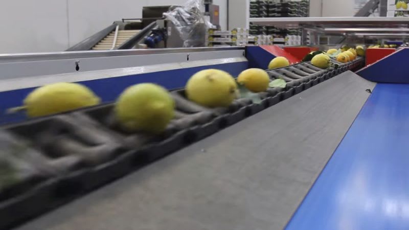 Fruit Sorting Lines | Quadra Machinery