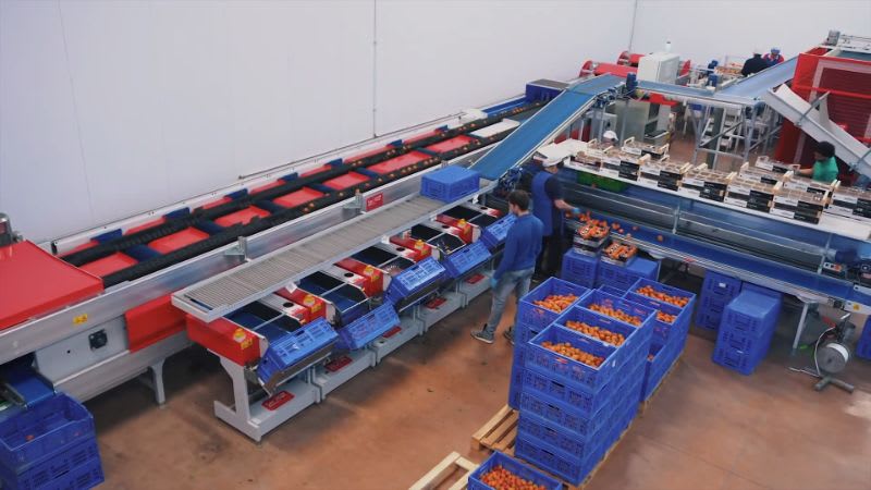 Fruit Sorting Lines | Quadra Machinery