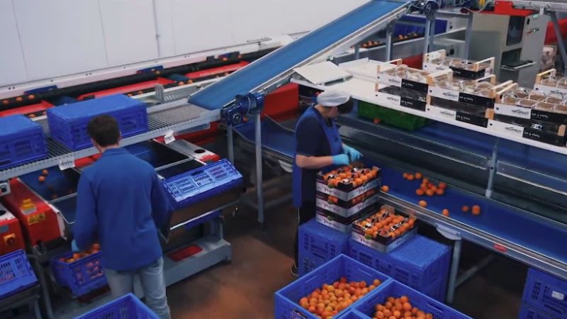 Fruit Sorting Lines | Quadra Machinery