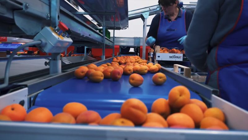 Fruit Sorting Lines | Quadra Machinery