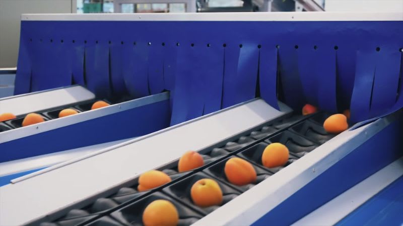 Fruit Sorting Lines | Quadra Machinery