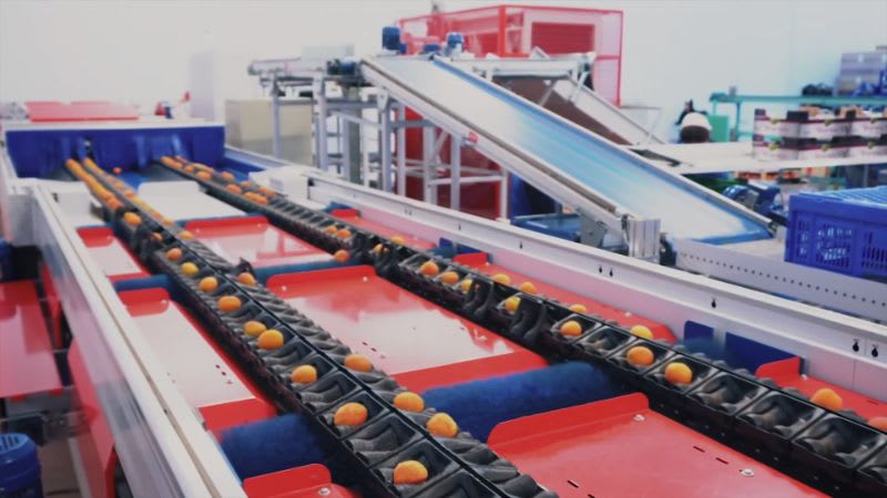 Fruit Sorting Lines | Quadra Machinery