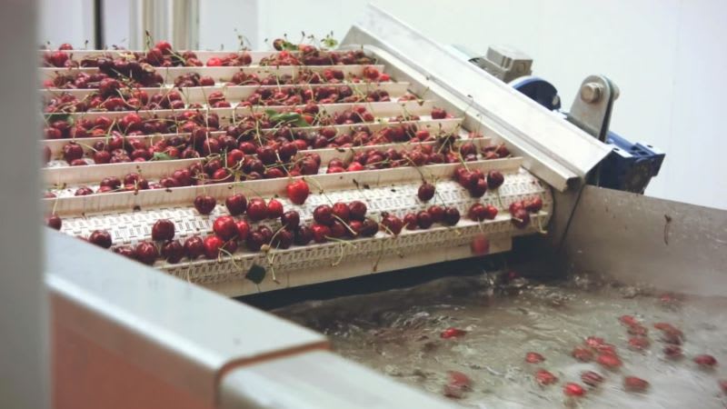 Fruit Sorting Lines | Quadra Machinery