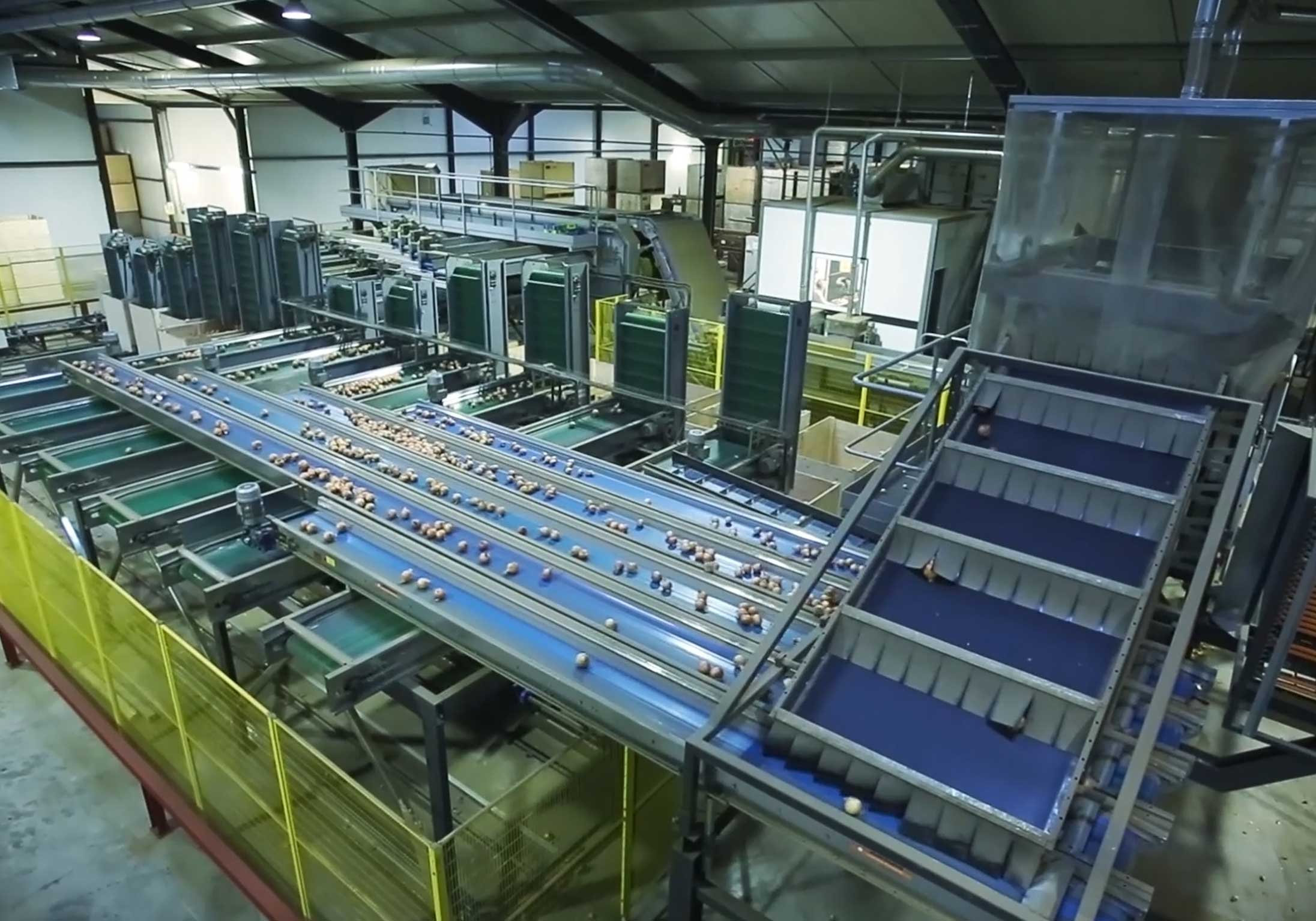 Onion Grading and Packing Lines | Quadra Machinery