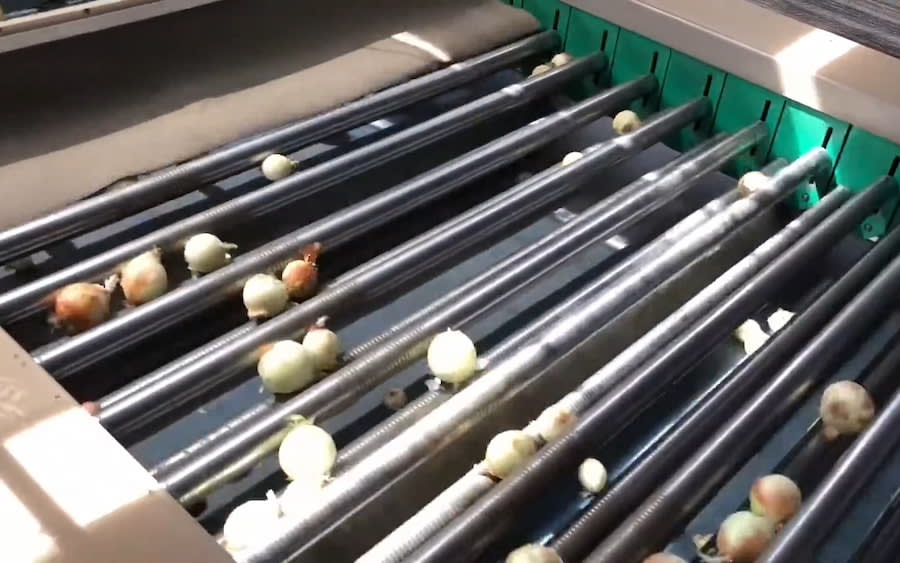 Onion Grading and Packing Lines | Quadra Machinery