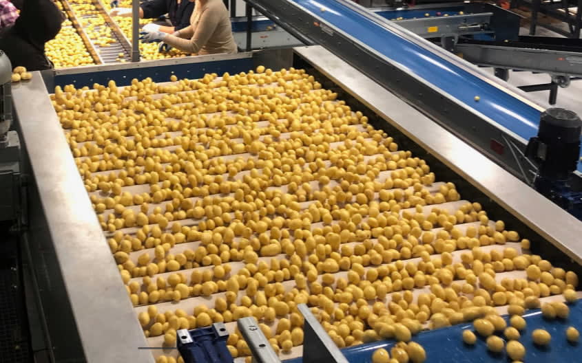 Potato Washing, Grading, Packing Lines | Quadra Machinery